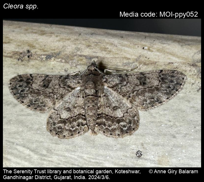 Cleora spp. | Moths